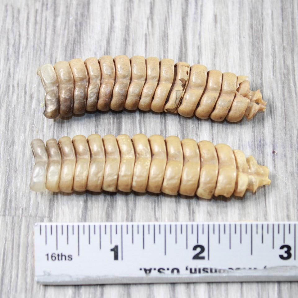 2 Extra Extra Large Rattlesnake Rattles #7550 Taxidermy Diamondback ...