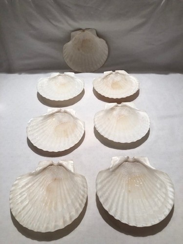 Set of 7 Large Scallop Shells 5" Baking Natural Beach Dining Crafts | eBay