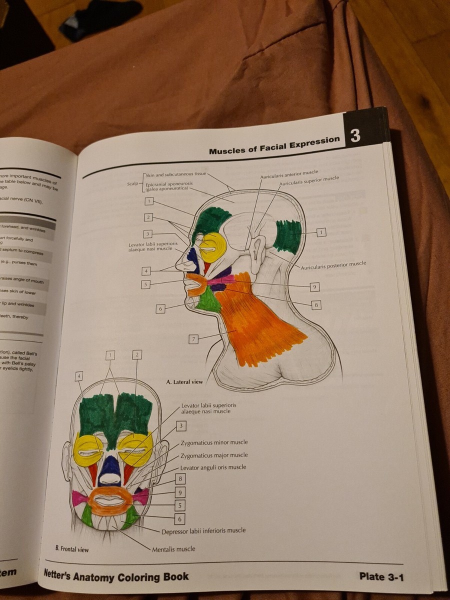 Netter39s Anatomy Coloring Book With Student Consult Netter's Anatomy
