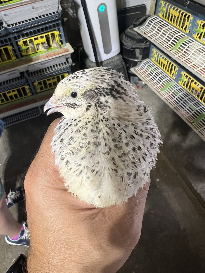 20 + Hatching Eggs 10 +Pearl Fee and 10 + Pearl Pansy Fee Coturnix ...
