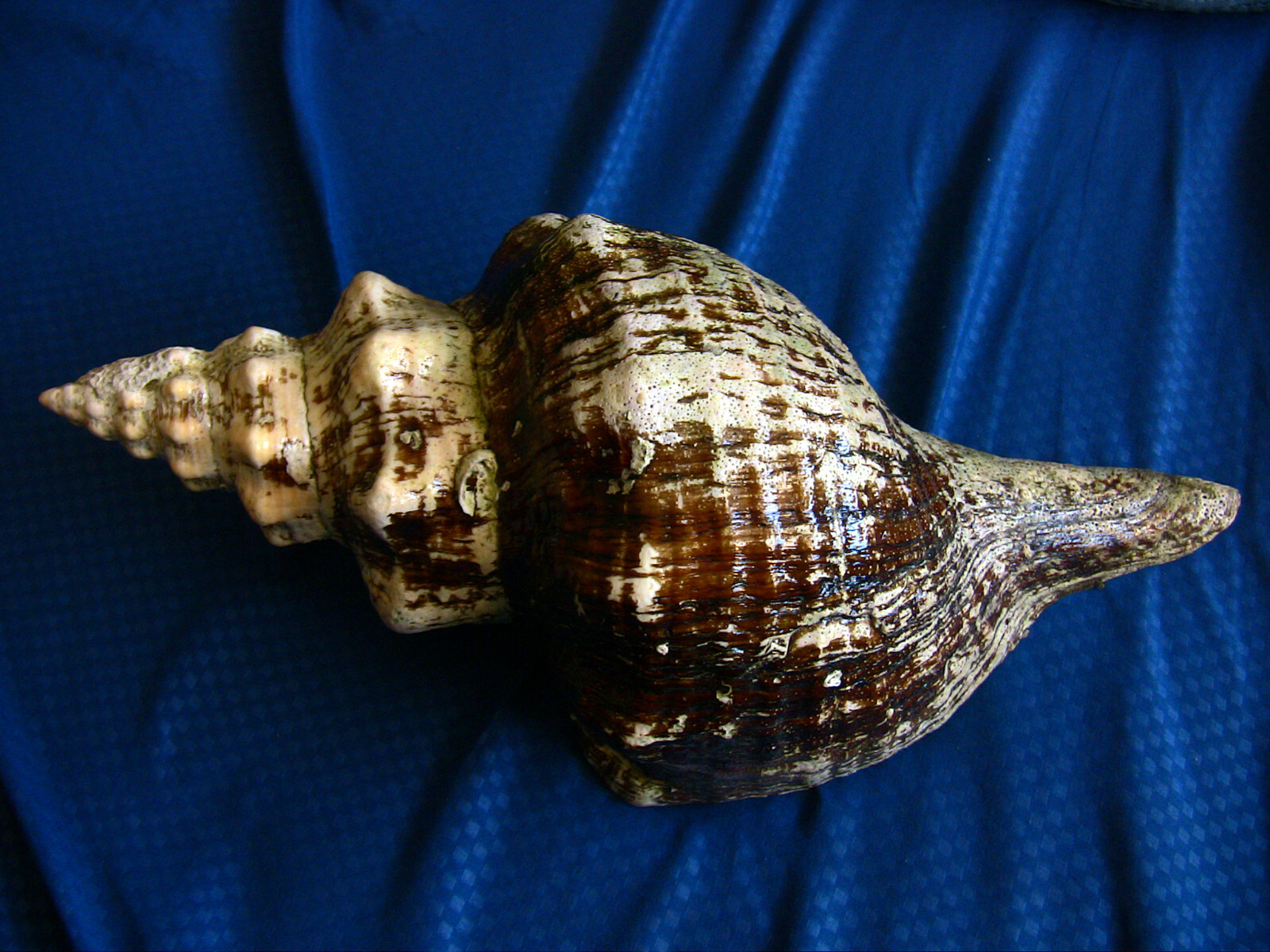 Large Horse Conch Seashell, 15", Triplofusus giganteus | eBay