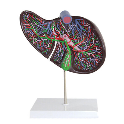 1.5X Life Size Human Liver Anatomy Model with Vessel Simulation Display ...