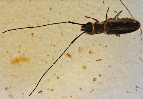 Extremely Rare Silvanidae (Flat Bark Beetle), Fossil inclusion in ...