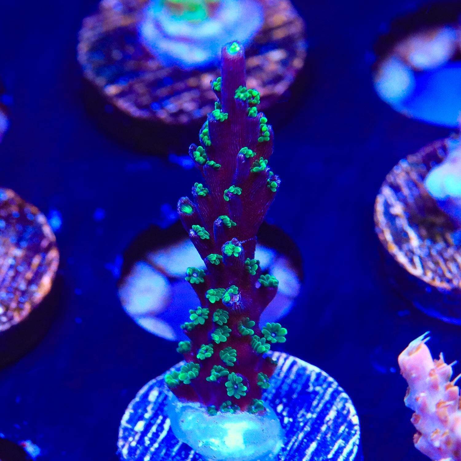 TSA Candlelight Acropora Coral | eBay