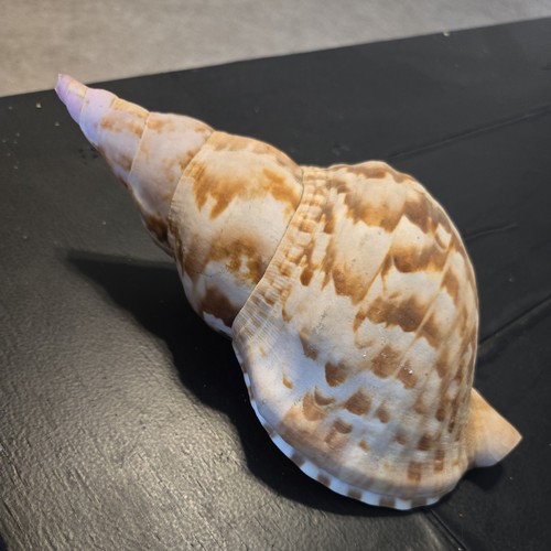 9" Pacific TRITON TRUMPET SHELL Spiral Seashell Beach Ocean Nautical ...