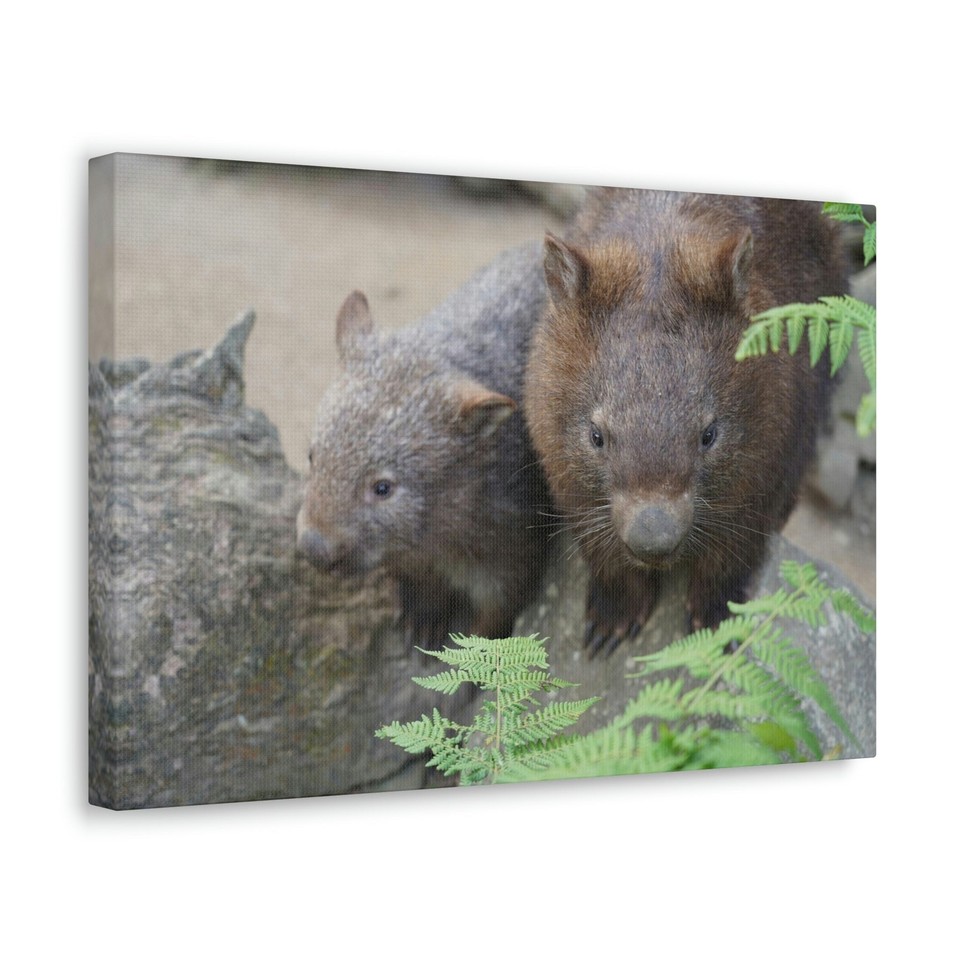 Funny Wombat Silly Wombat Scene Couple Wall Art Ready to Hang Unframed ...