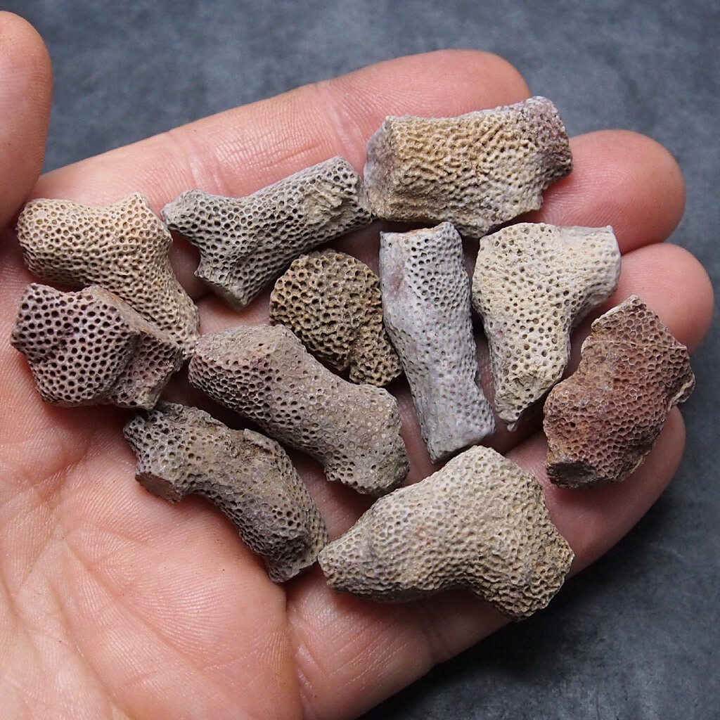 Bryozoans Fossils