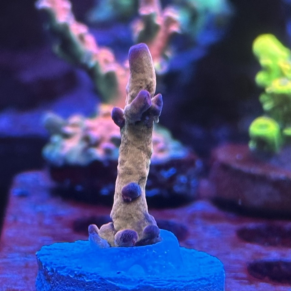 Fri Thirstysreef Live Acropora Coral OG Avenger 3/4 Inch | eBay