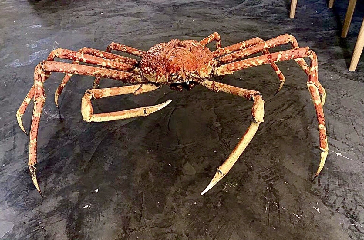 Japanese Spider Crab Big