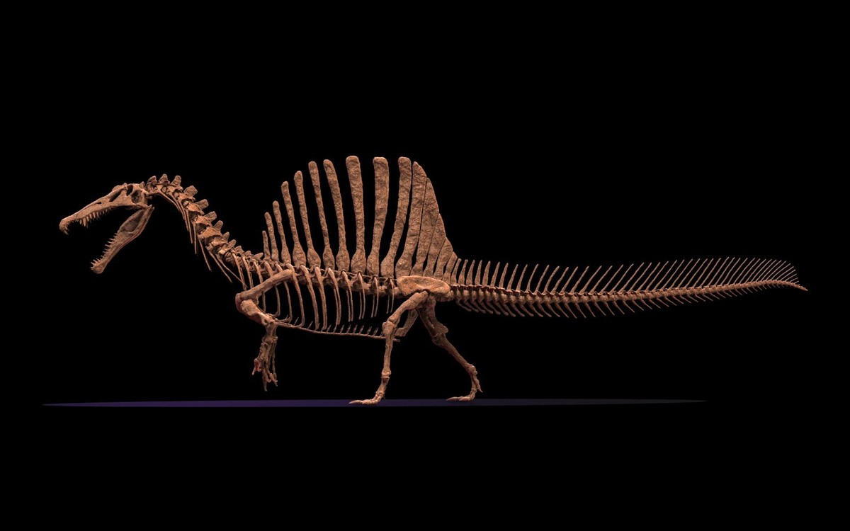 Spinosaurus Skeleton 3d Model Cgstudio