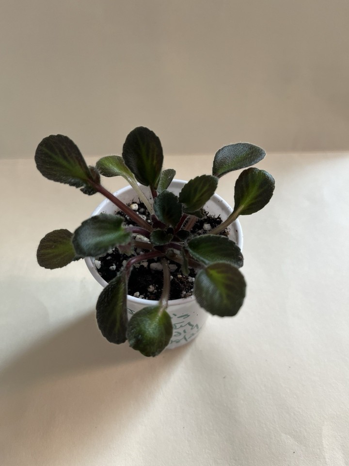 Imp's Pretty Deadly African Violet Plant, Wasp, Bustles, Semimini !! | eBay