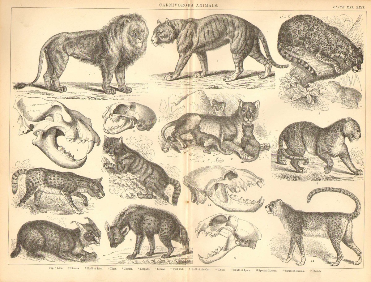 Carnivorous Animals Drawing My Carnivores Animals Drawing. More