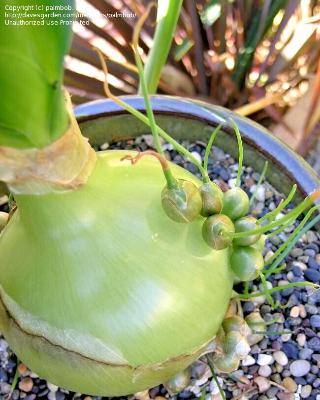 Succulent Albuca Bract. Pregnant Onion 1 Rooted 3”W X 12”L Medicinal ...