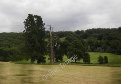 Photo 6x4 Group of trees, one of them dead, Atkinson Ground Cat Bank ...