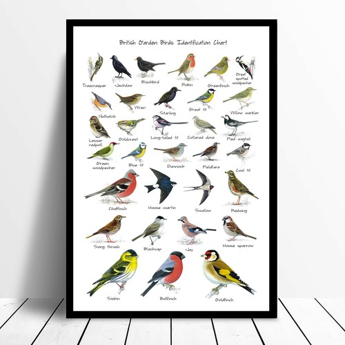 British Garden Birds Identification Chart Wildlife Poster A4 A3 A1 ...