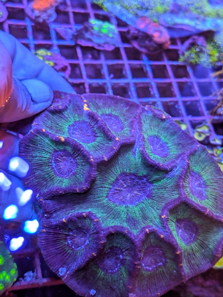 THREE COLOR Moseleya latistellata-WYSIWYG Colony -ULTRA LIVE CORAL ...