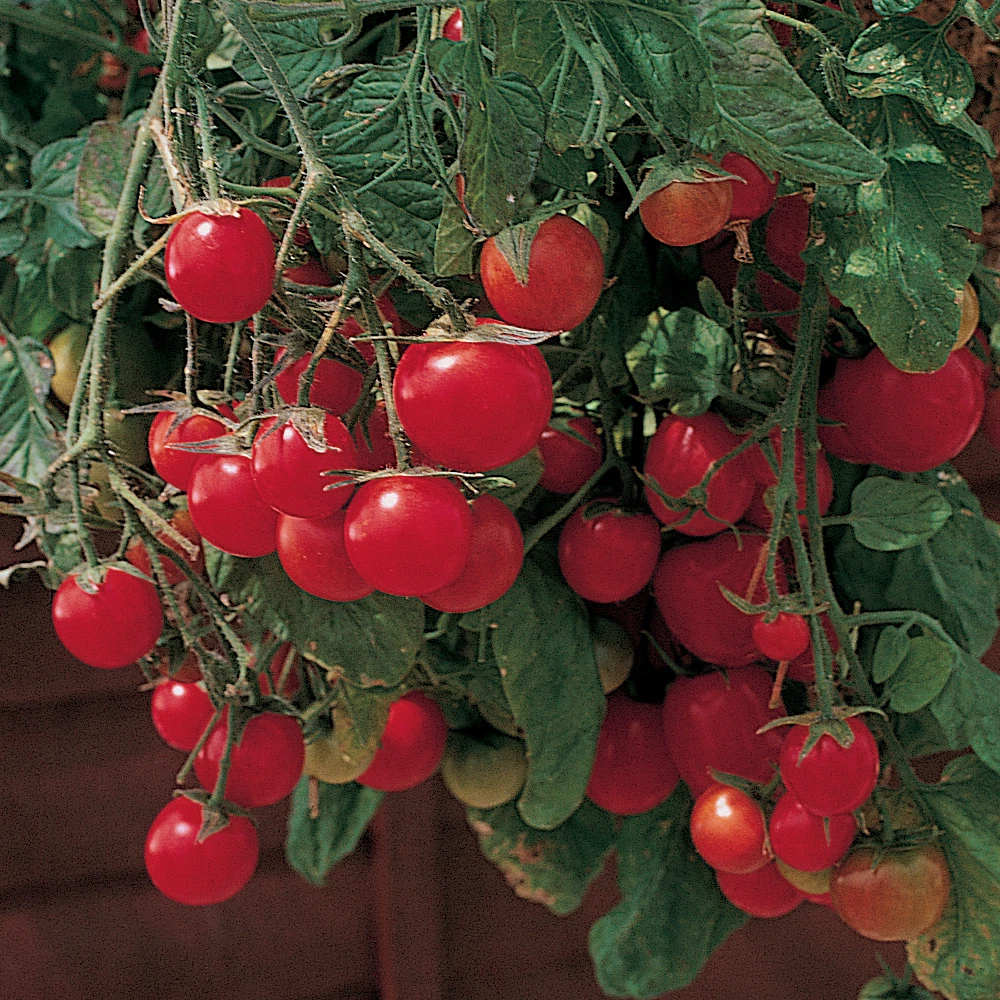Garden Pearl Tomato Seeds | Fasci Garden