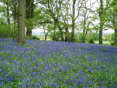 Photo 6x4 View SW from Abbott Street Copse bluebell wood Cowgrove ...