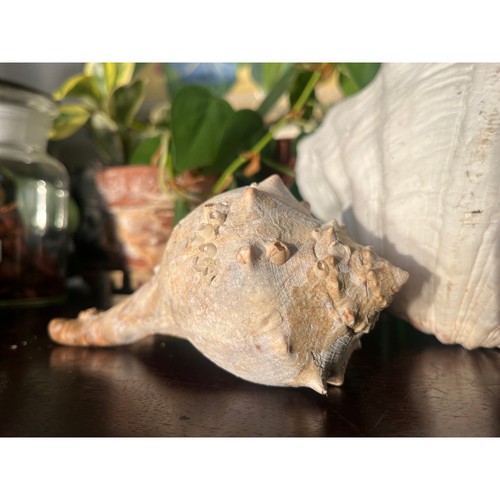 Real GIANT CLAM SHELL Natural Half Elephant Truck Shell Half and ...