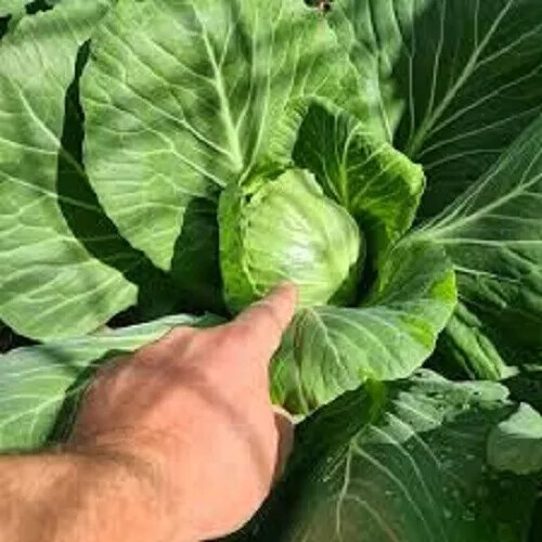 CABBAGE MINI SEEDS Heirloom Vegetable Seeds Cabbage Seeds Mini | eBay