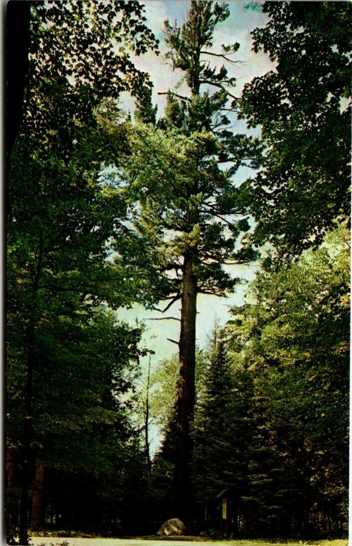 Chrome Postcard General Douglas MacArthur White Pine Tree Crandon ...