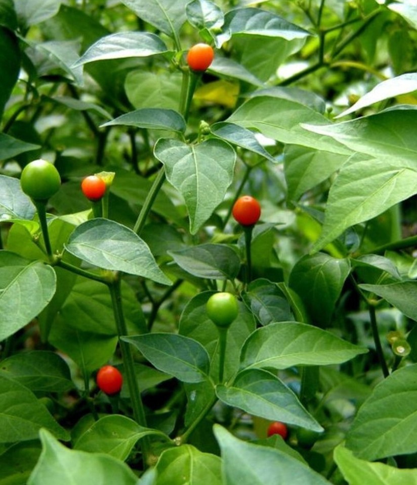 30++ Tepin Pepper Seeds (Capsicum annuum var. glabriusculum) Pequin ...