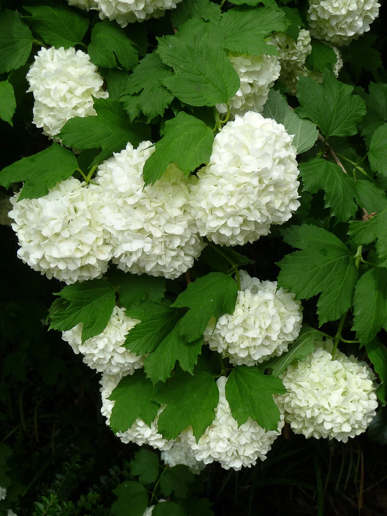 Snowball Tree Viburnum Opulus