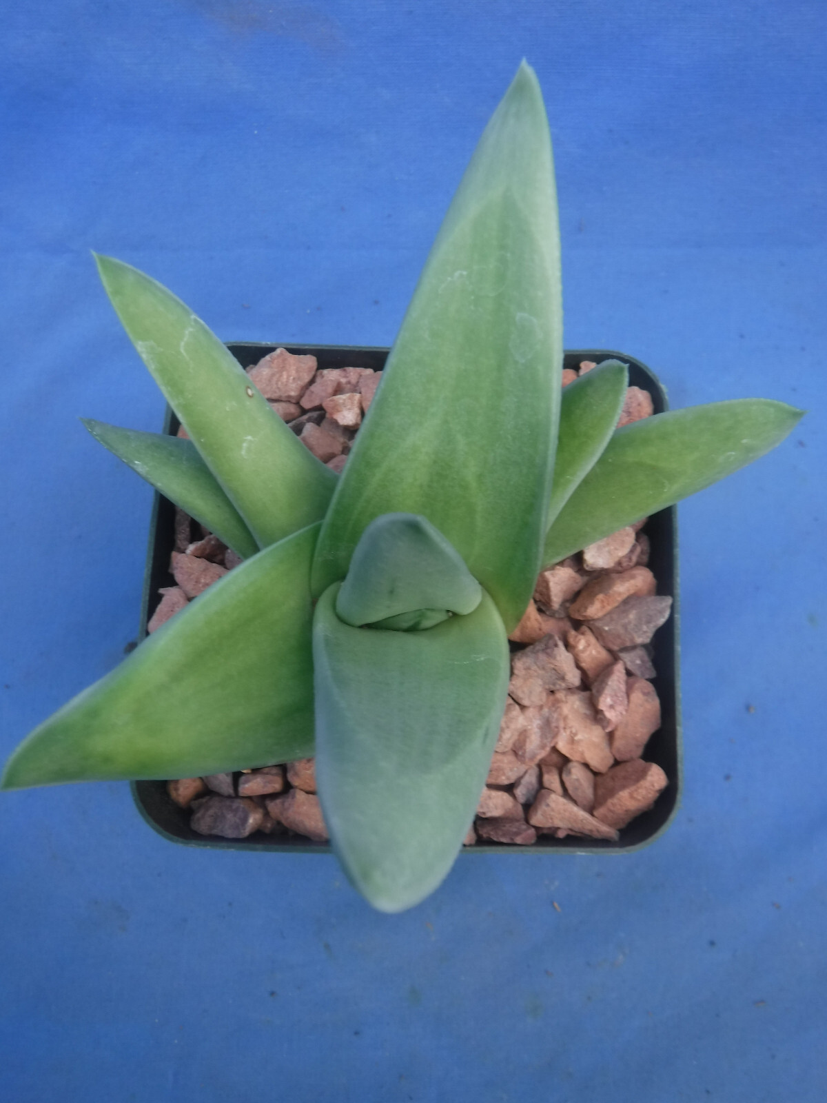 Gasteria Aloe Hybrid Gasteraloe "Green Ice" Succulent 3" Pot Size 3"-4 ...