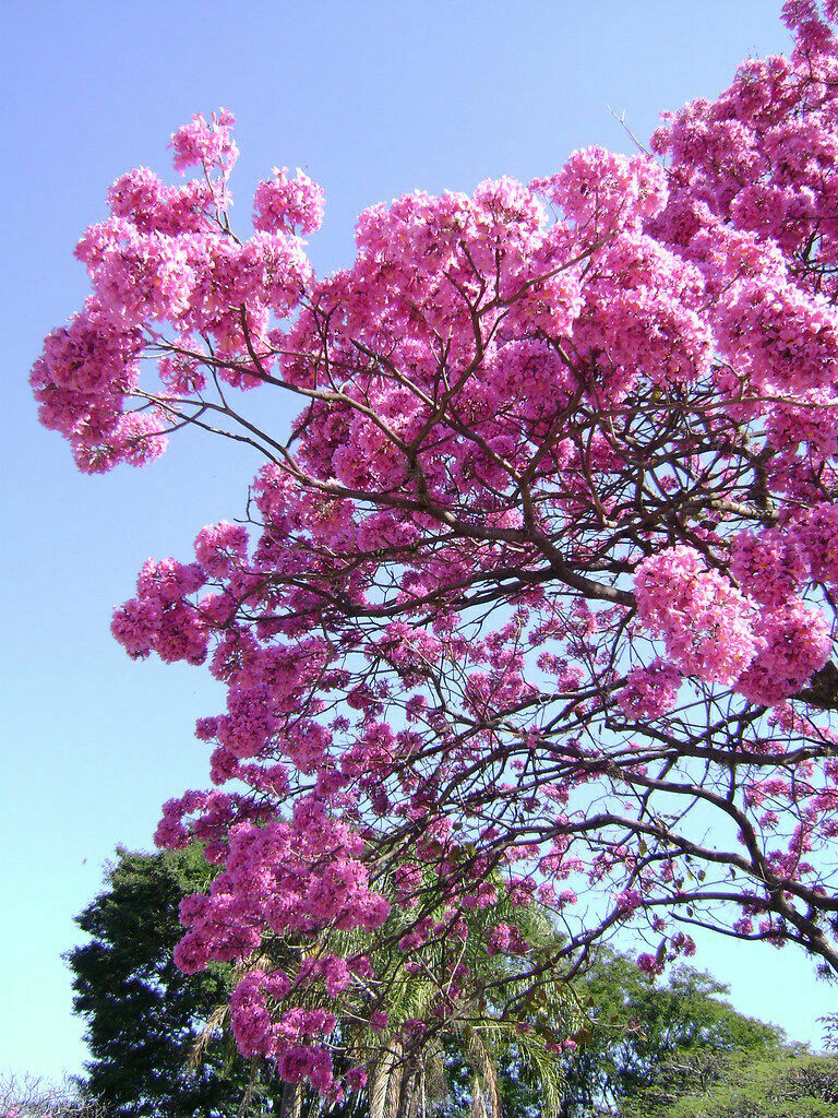 Tabebuia Rosea Tree