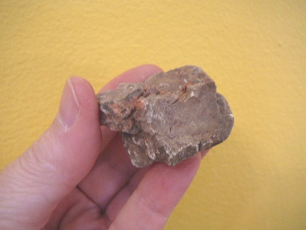 PP502-6) 1.1 oz Real Fossil Crocodile croc POOP doo doo Triassic ...