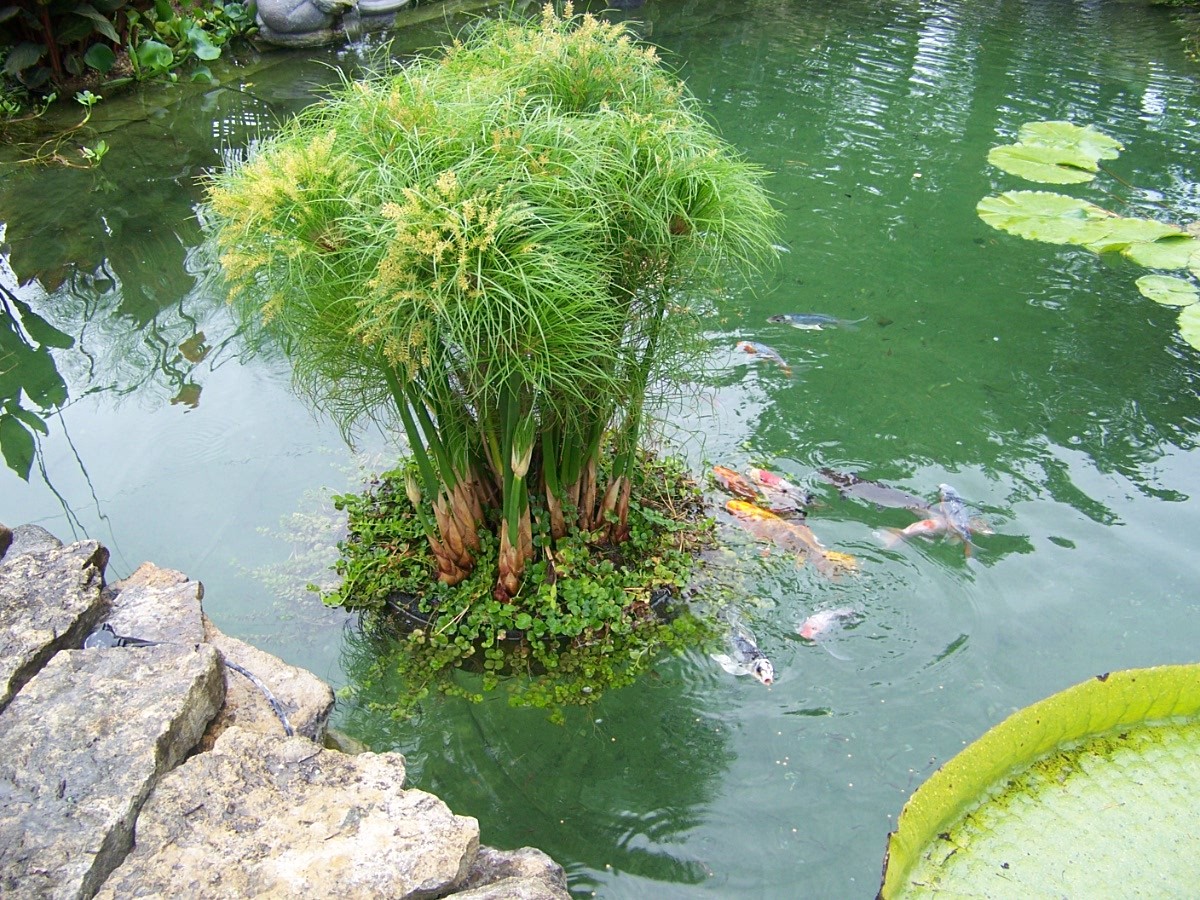 Koi Fish Pond Plants
