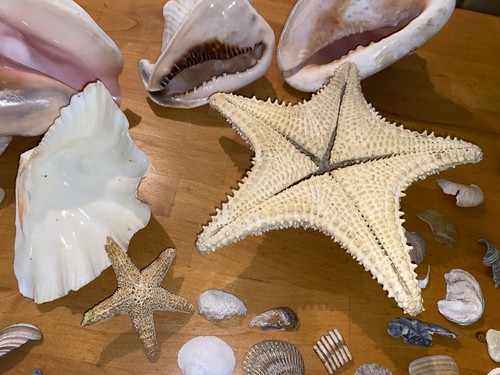 Seashells Lot Assorted Including Conch And Starfish | eBay