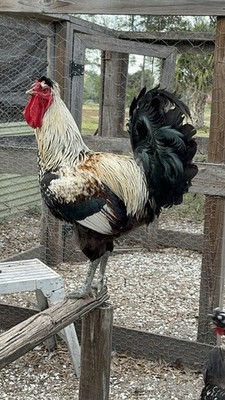 5+ Rare Sanjak Longcrower Chicken 💛 Hatching Eggs 🥚 Large Breed Unique ...