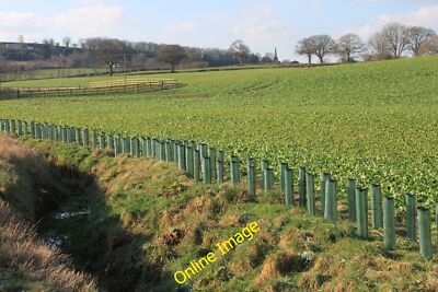 Photo 12x8 New hedge along the Ell Brook and Woodend Lane Gorsley ...