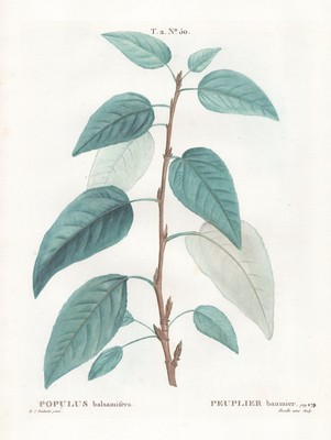 Balsam Poplar Tree Botany Engraving Redoute 1805 | eBay