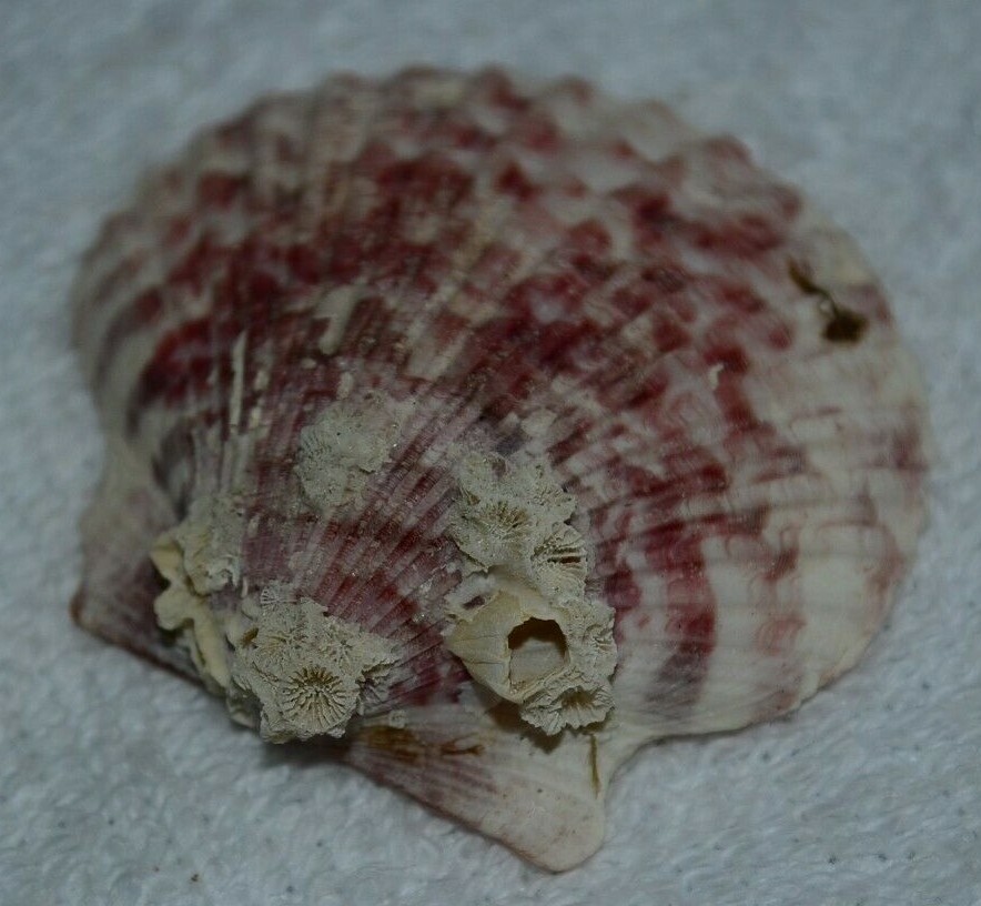 Coral Covered Seashells Art Crafting Sea Shells Coral Clusters Beach ...