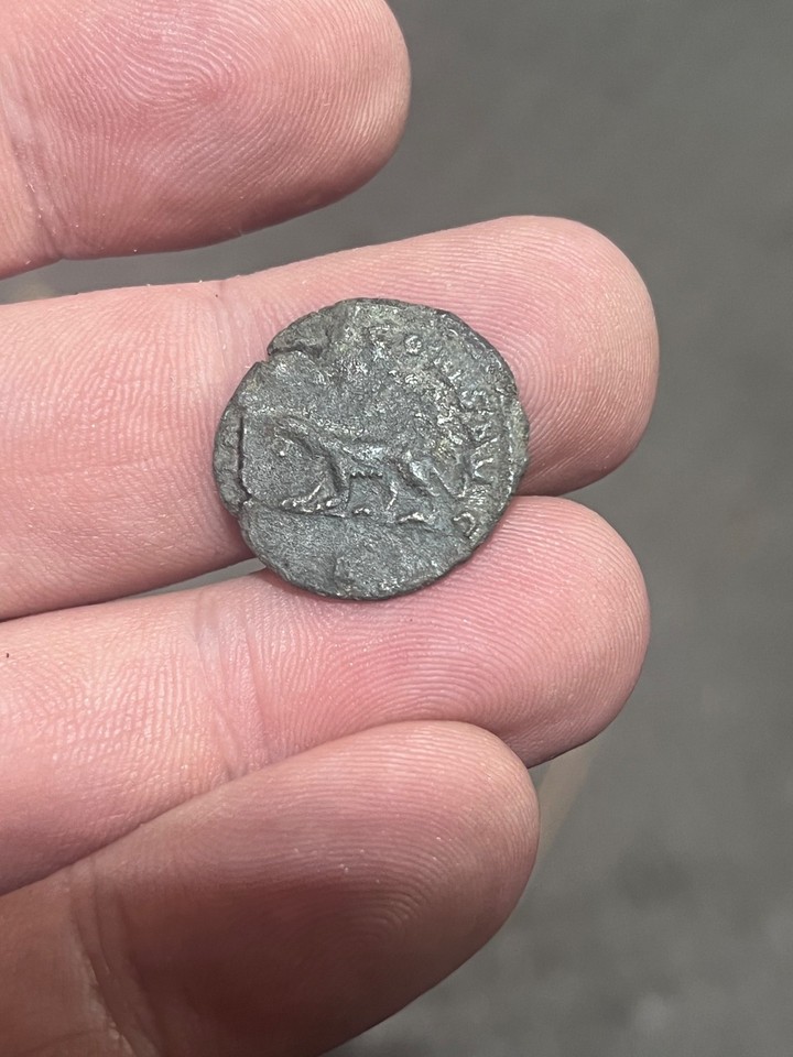 Ancient Roman Zoo coin (feline) cleanable with good details | eBay