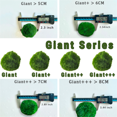 Giant Marimo Moss Ball Marimo: “Houseplant” For The New Generation