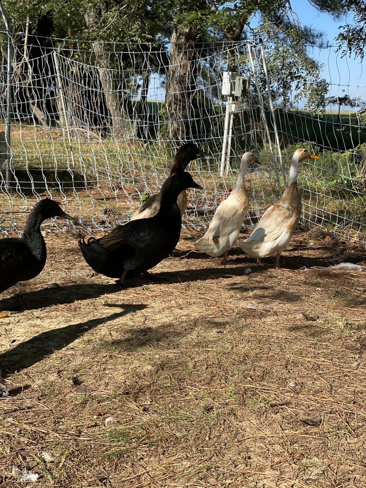 3 Fertile Cayuga + Cayuga Mix Duck Hatching Eggs - Rare Grey/Black Egg ...