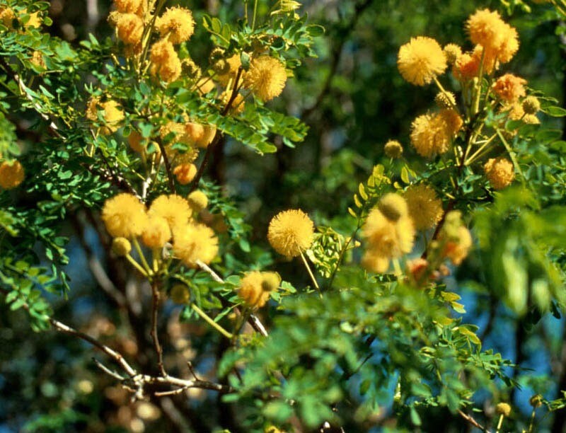 goldenball leadtree, littleleaf leadtree (Leucaena retus)—20 seeds ($3. ...