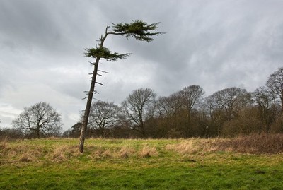 Photo A2 A wind vane pine by Red Scar Wood Red Scar/SD5832 c2014 | eBay