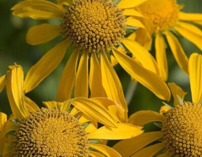 Helenium hoopesii Sneezeweed Perennial plant 1 x 1 litre, garden ready ...