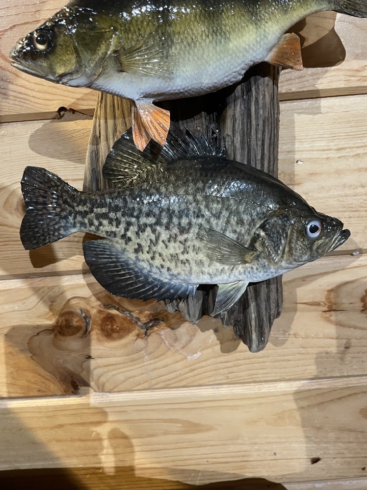 New Real Skin Sunfish Crappie Fish Taxidermy Wall Mount On Driftwood ...
