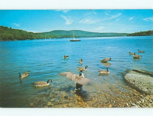 Pre-1980 CANADA GEESE Nelson - Stoddard - Munsonville - Near Keene NH ...