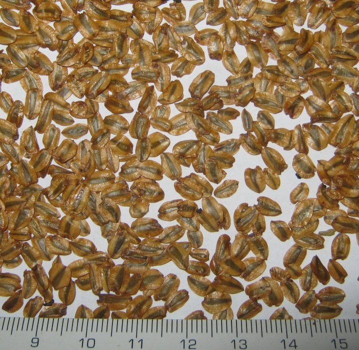 Sequoia / Giant Sequoia SEEDS - Quantity selectable - Redwood - Hardy ...