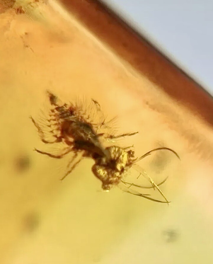 PERFECT NEUROPTERA (RARE LACEWING LARVA) Burmite Amber Fossil Bug ...