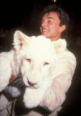 Roy with White Lion cub during Siegfried and Roy and White Lion .. Old ...