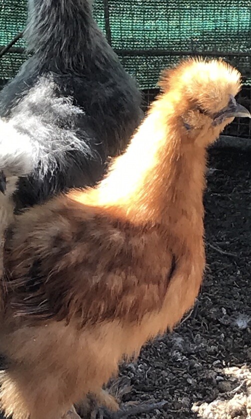 12 SILKIE FERTILE HATCHING CHICKEN EGGS. Assorted Colors | eBay