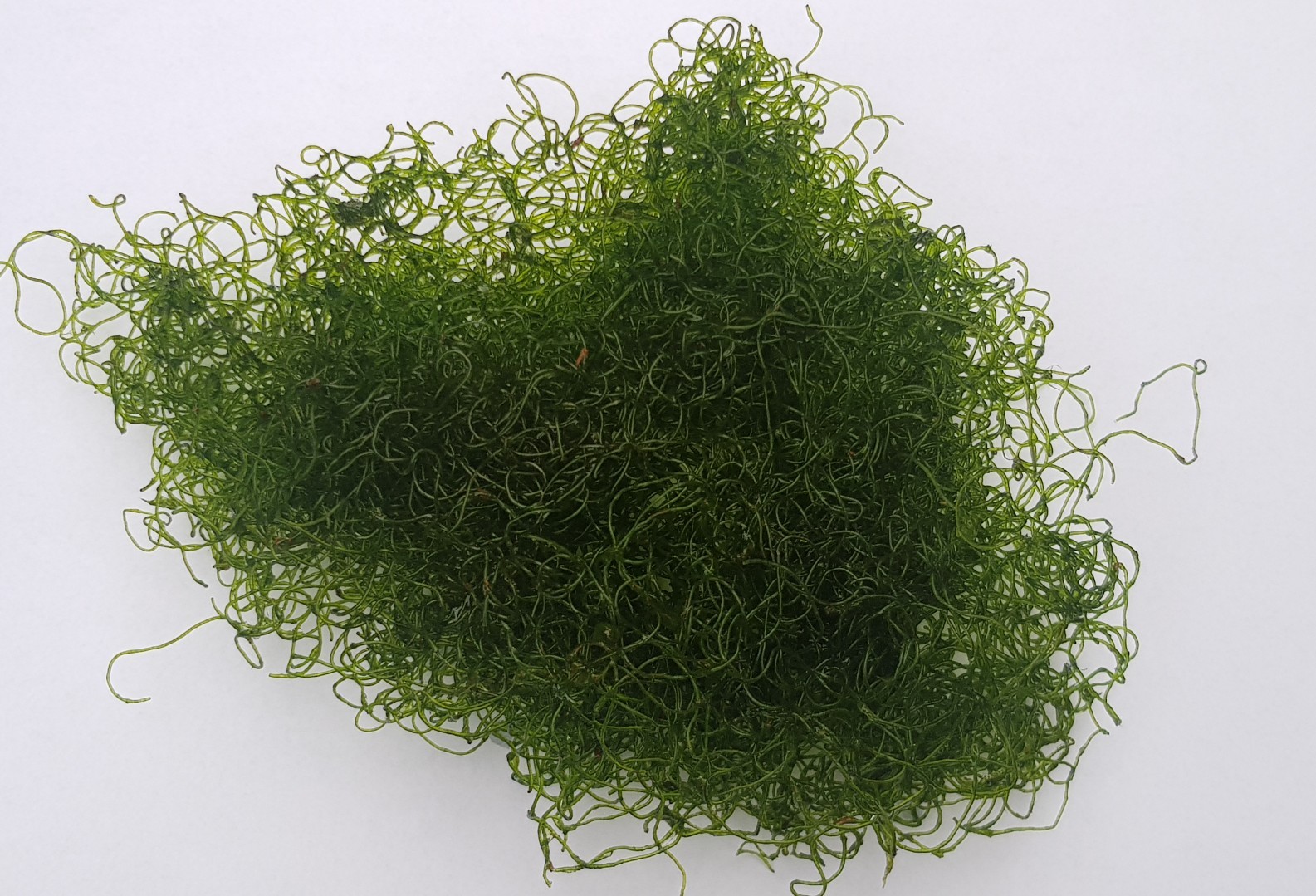 Cheato, Chaeto, Chaetomorpha Algae | eBay UK