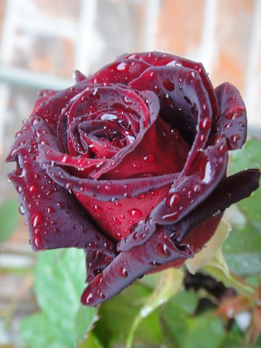 'Black Baccara' rose - 5 semi green stem not rooted cuttings- rare and ...